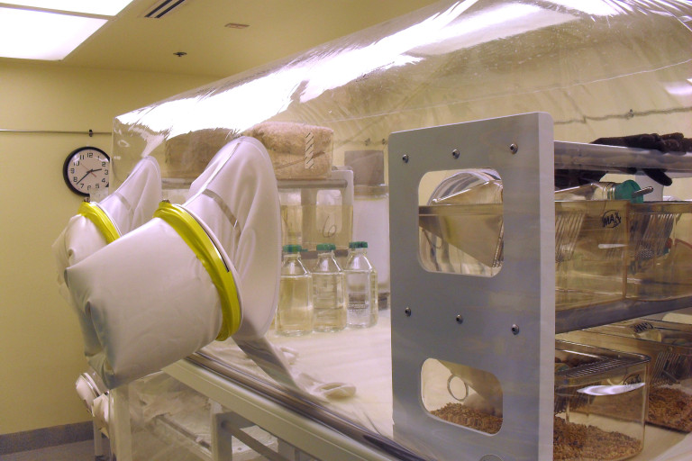 Services | Gnotobiotic Animal Core (GNAC) - University of Washington